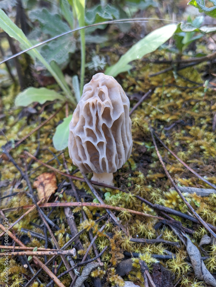 Morchella tridentina morel mushroom with the appearance of a wasp nest ...