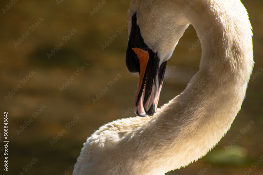 swan Stock Photo | Adobe Stock