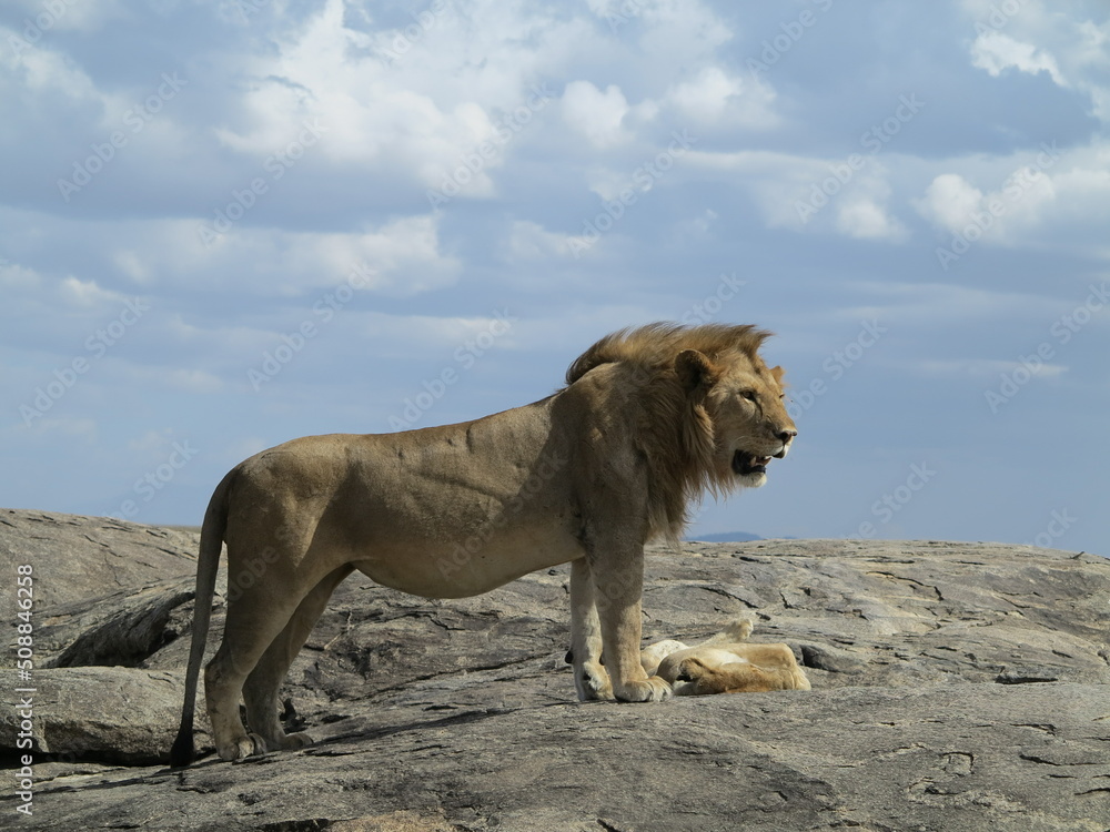 lion guarding over a lioness as she sleeps Stock Photo | Adobe Stock