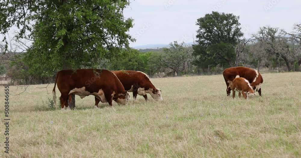 Cattle herd cows with bull central Texas ranch. Hereford cattle raised ... Cattle herd cows with bull central Texas ranch. Hereford cattle raised ...