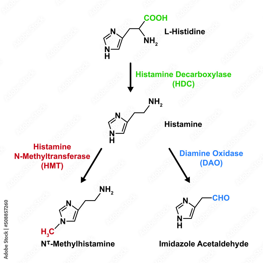 Chemical Designing of Histamine Formation And Inactivation Reactions ...