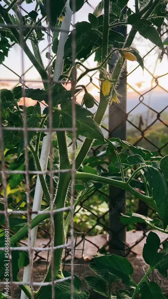 Planting, Food Plant, Tomato Plant, Flower Bud, Tomato Plant in the ...