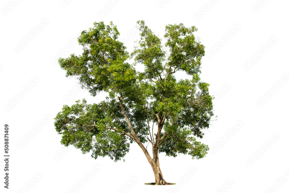 Perspective of tree isolated on white background., tropical trees ...