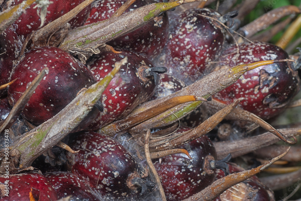 structure of the palm oil cluster fruits Stock Photo | Adobe Stock