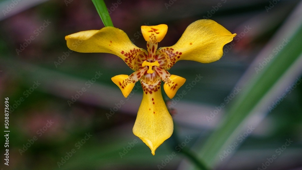 Trimezia known as walking iris, apostle's iris and apostle plant is a ...