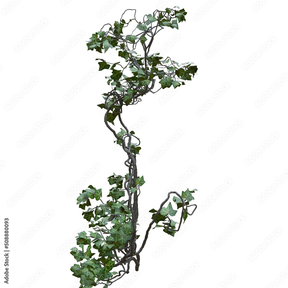 Climbing plants creepers vine isolated on white background 3d ...