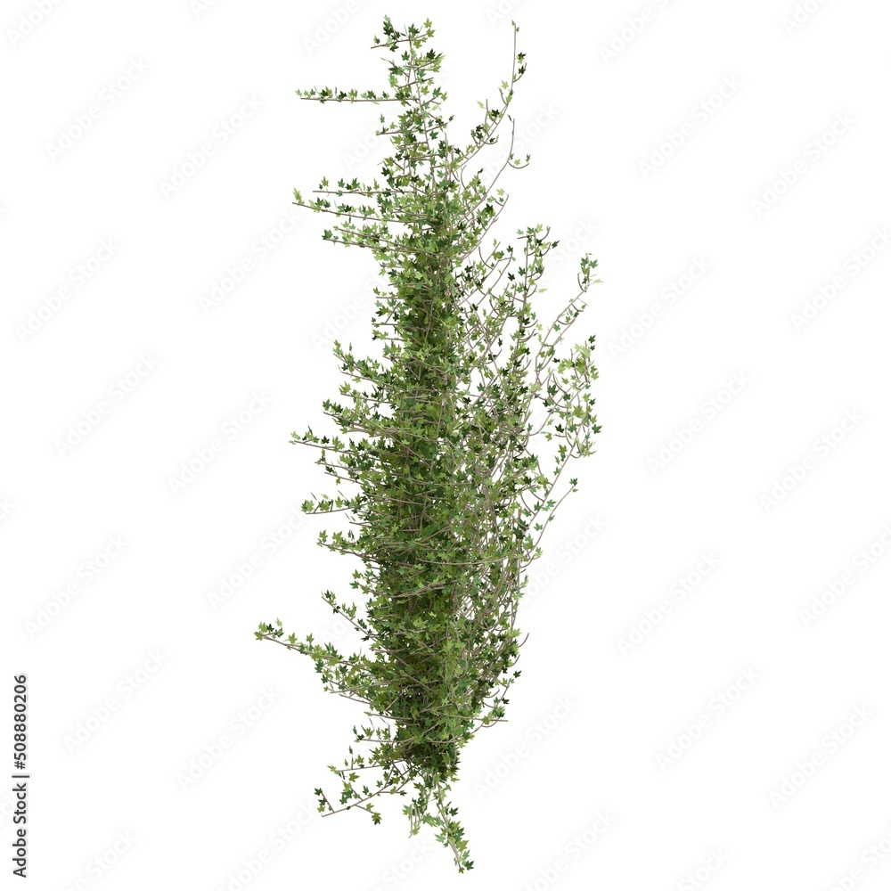 Climbing plants creepers isolated on white background 3d illustration ...