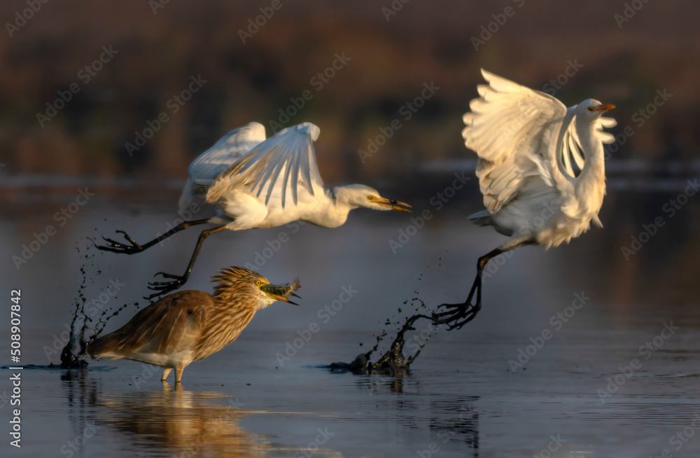 bird with preyed fish ,The Indian pond heron and little egret preying ...