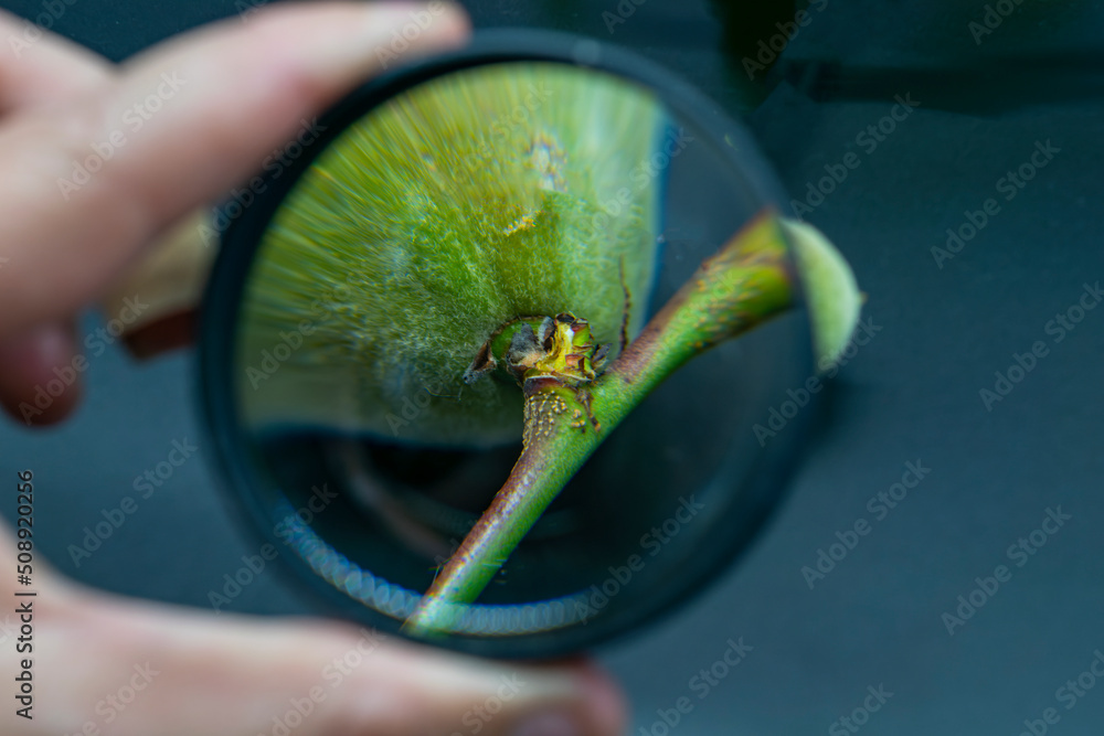 Sick peach. Look for diseases in the peach. Powdery mildew of peach is ...