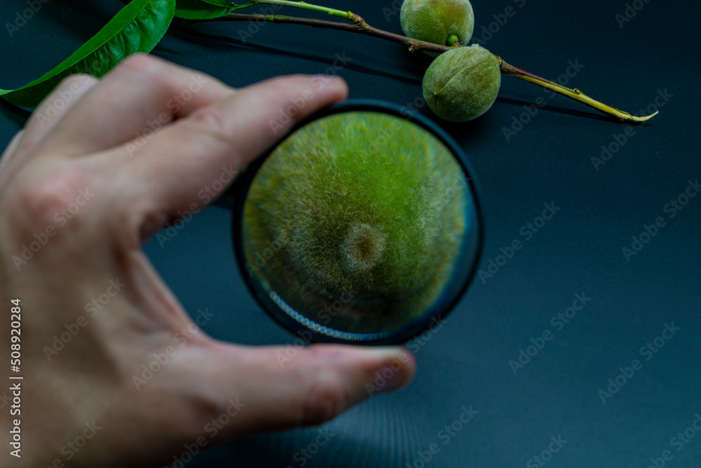 Sick peach. Look for diseases in the peach. Powdery mildew of peach is ...