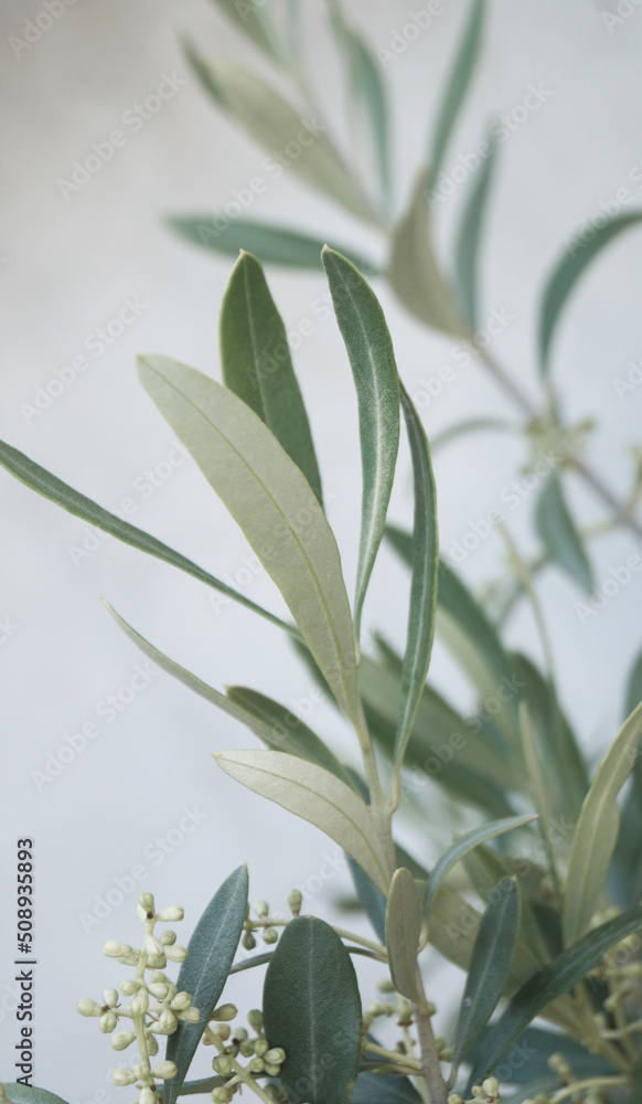 Olive tree natural background. olive branches with white background ...