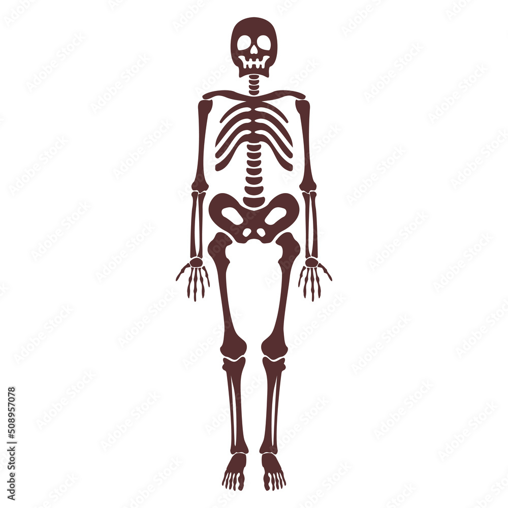 Cartoon brown human skeleton vector isolated object Stock Vector ...