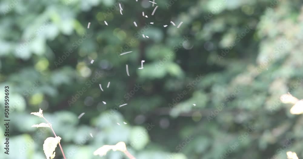 Kleine Insekten fliegen im Schwarm über einer Hecke Stock ビデオ | Adobe Stock