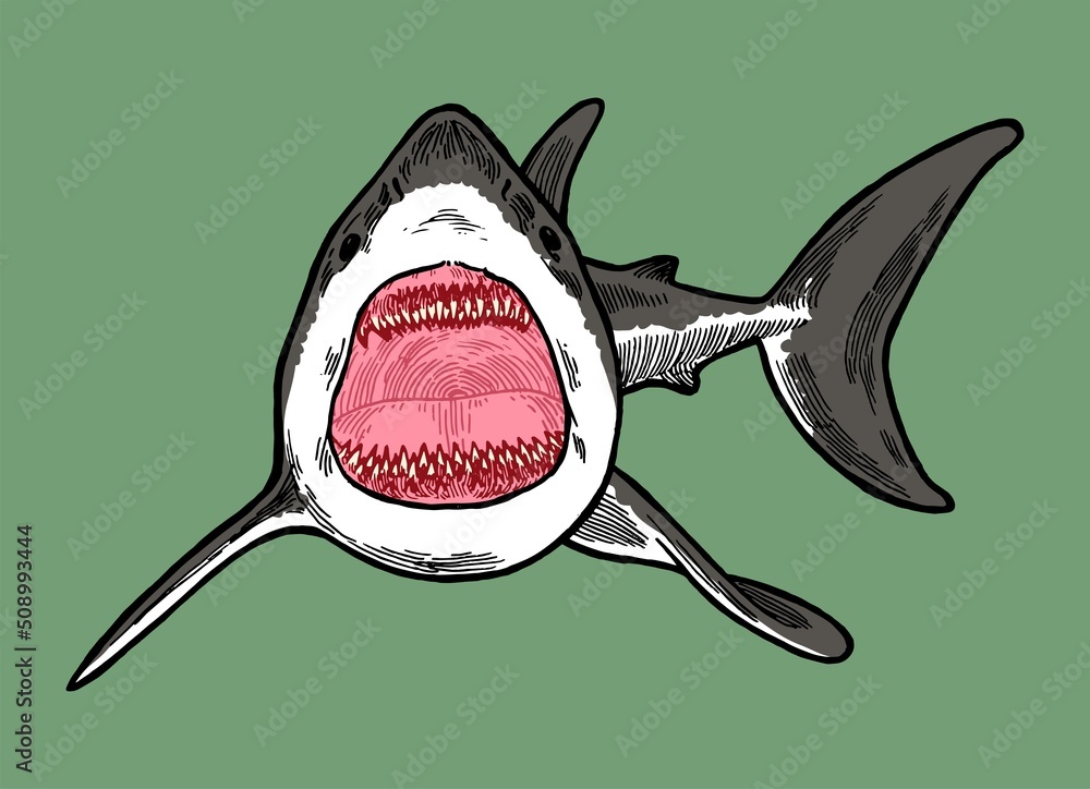 Shark with open mouth ready to bite moving towards spectator isolated ...