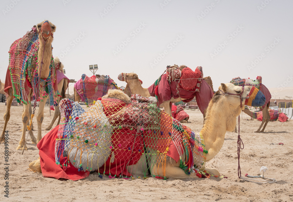 Camels decorated with traditional costume used to take tourist on a ...