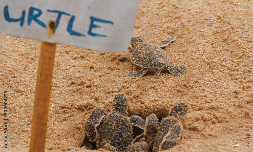 Loggerhead baby sea turtles hatching in a turtle farm in Sri Lanka ...
