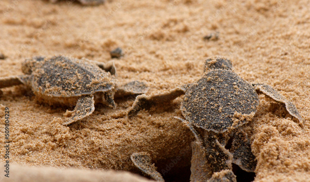 Loggerhead baby sea turtles hatching in a turtle farm in Sri Lanka ...