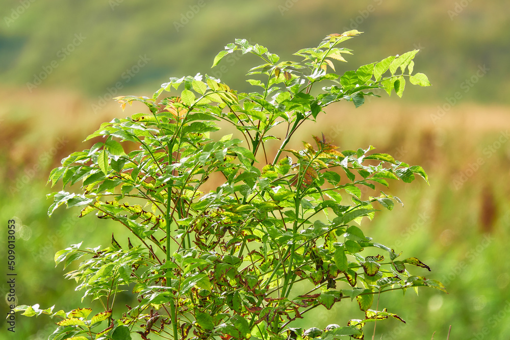 Fraxinus excelsior, known as ash, or European ash or common ash to ...