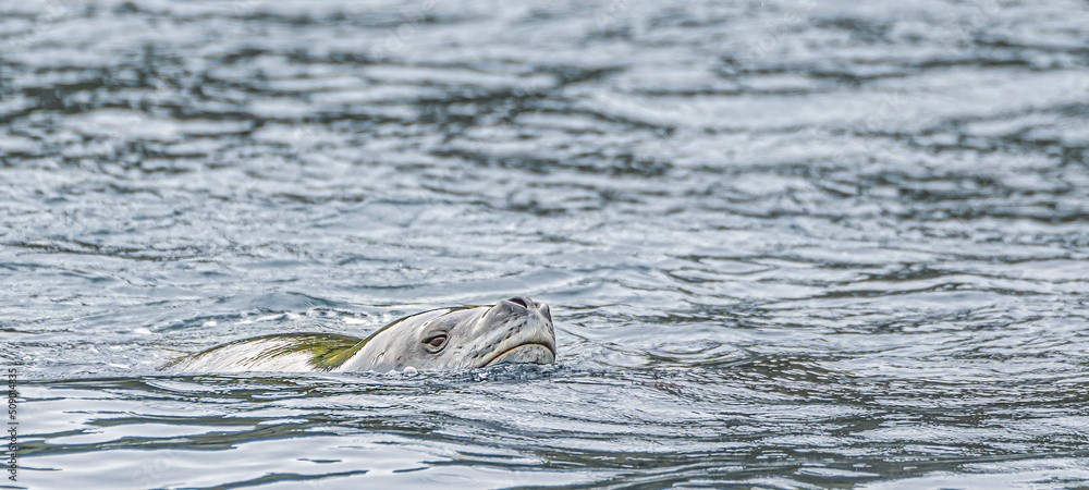 Seeleopard (Hydrurga leptonyx) im Wasser in der Antarktis in der Cierva ...