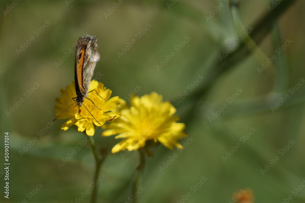 Mariposa lobito jaspeado (pyronia cecilia) libando en un diente de león ...