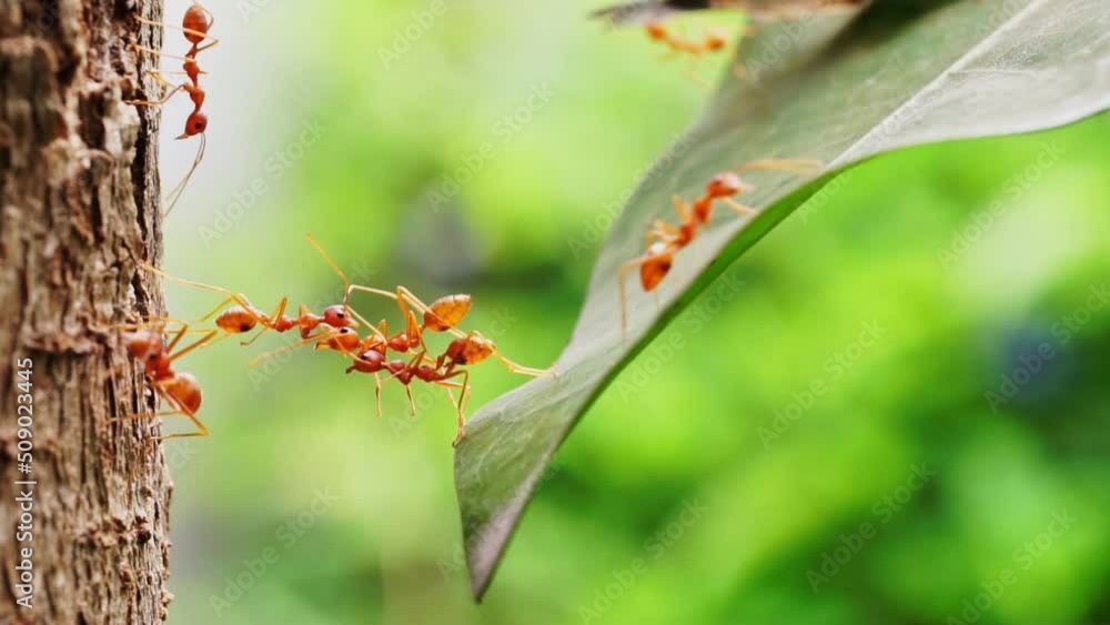 Ants help to carry food, Ant bridge unity team, Concept team work ...