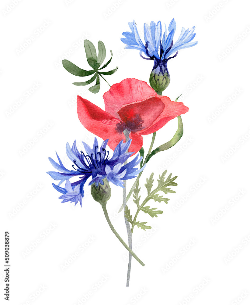 Meadow flower. Daisy, poppies, cornflower, greenery and branches ...