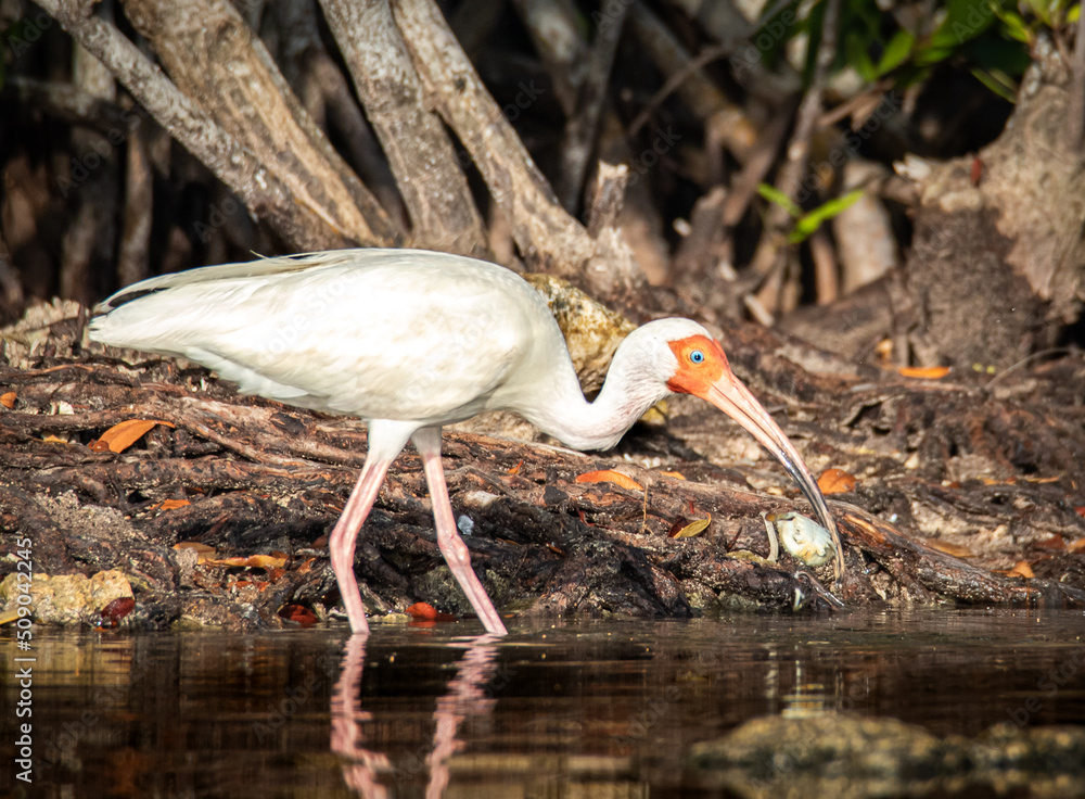White Ibis with white feather and long beak fishing in mangrove forest ...