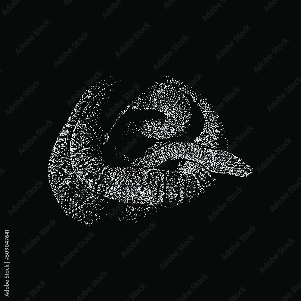 Jamaican Boa hand drawing vector illustration isolated on black ...