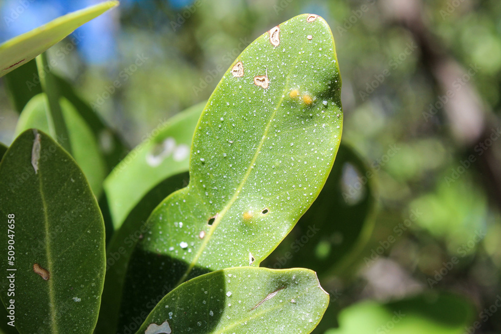 Mangrove Tree Leaves