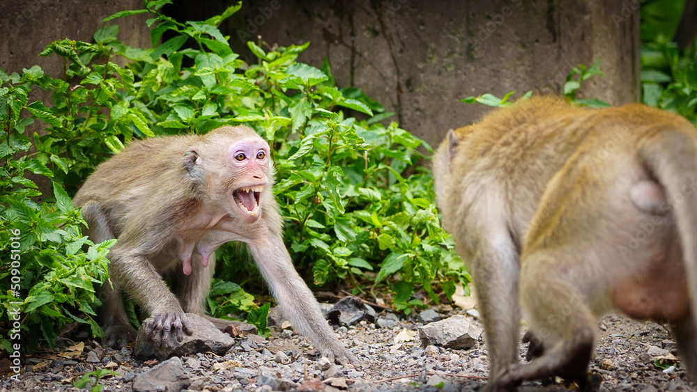 Portrait , Monkey or Macaca in the forest park are being threatened by ...