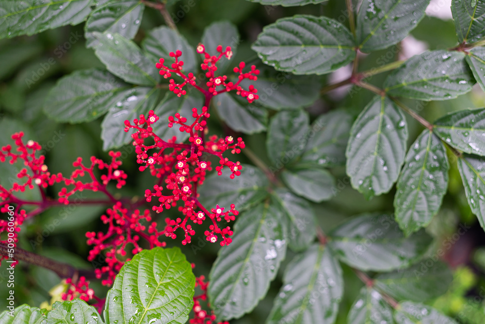 Foto de Small red flowers on shrub of Leea Rubra or Red Leea plant ...