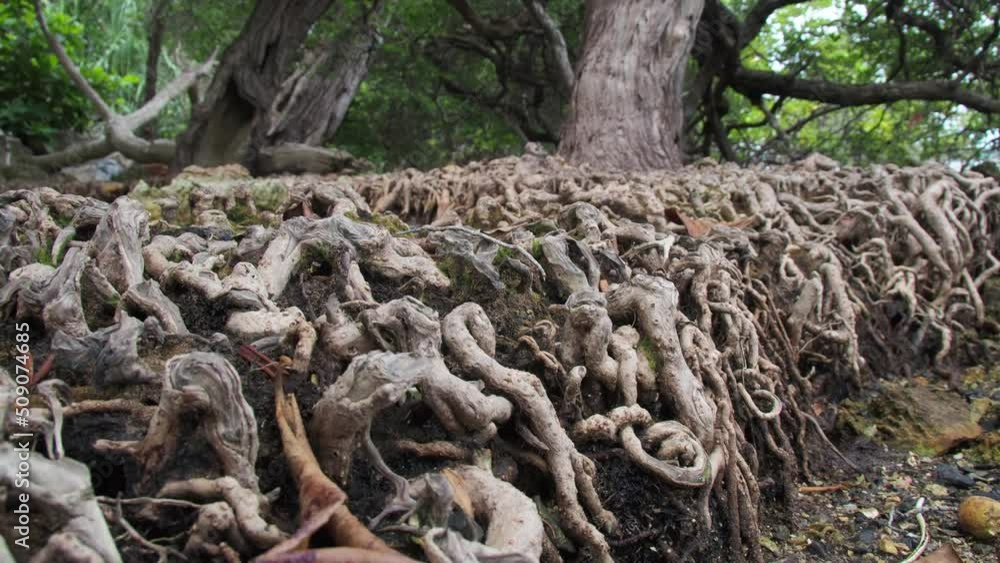 Strange tree roots in the mangrove forests of Thailand. Tree roots in ...