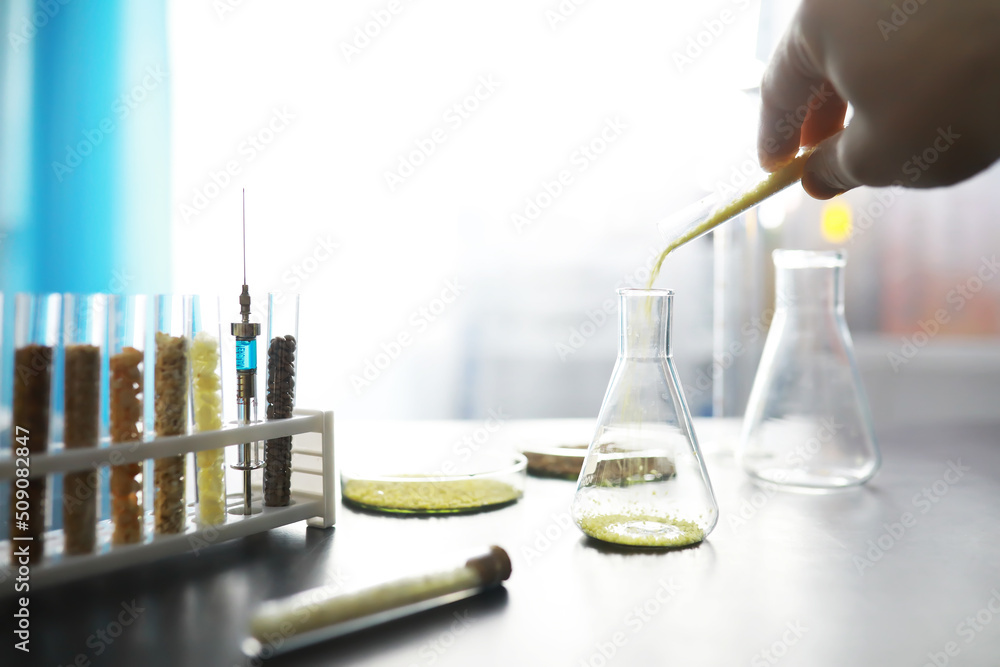 Research Analyzing Agricultural Grains And seeds In The Laboratory ...