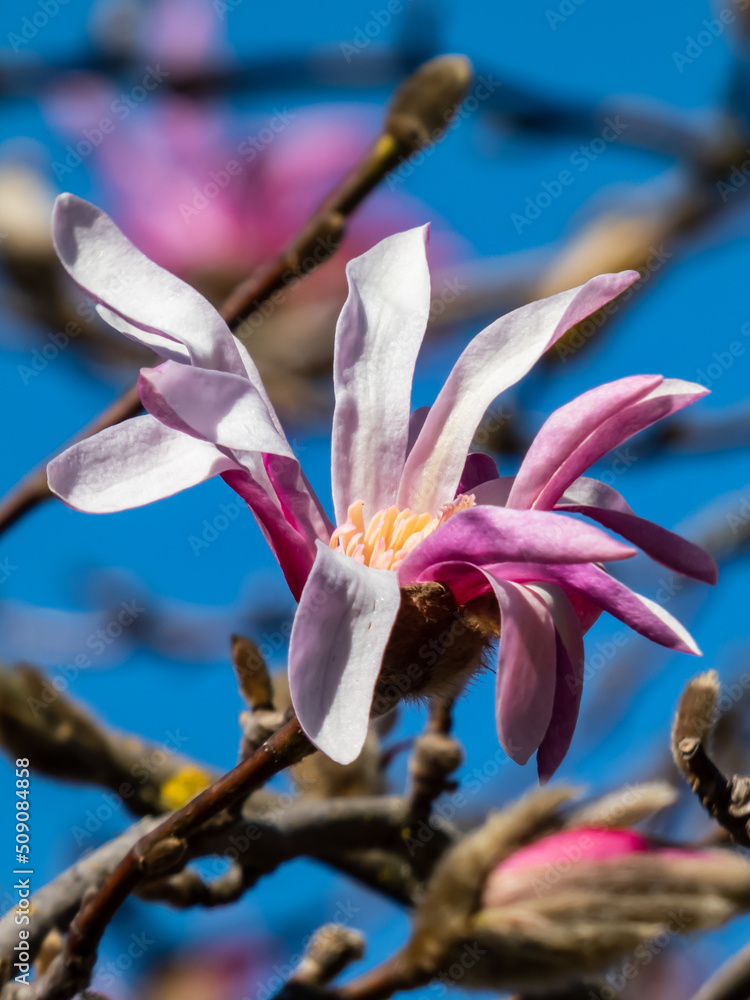 Pink star-shaped flowers of blooming Star magnolia - Magnolia stellata ...