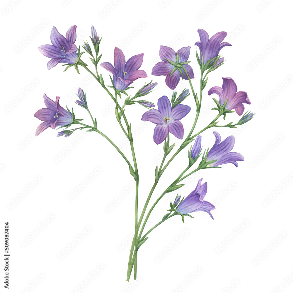 Bouquet With Blue Spreading Bellflower Flowers Campanula Patula