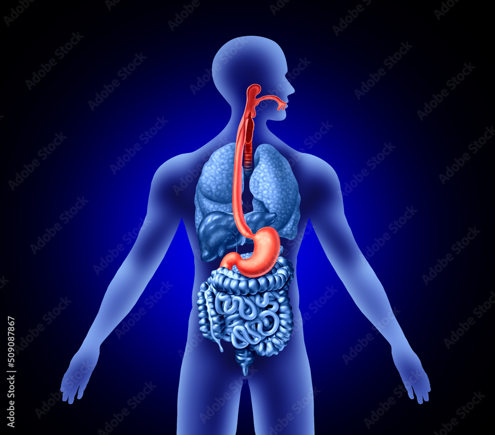 Esophagus And Stomach concept with trachea as a human organ ...