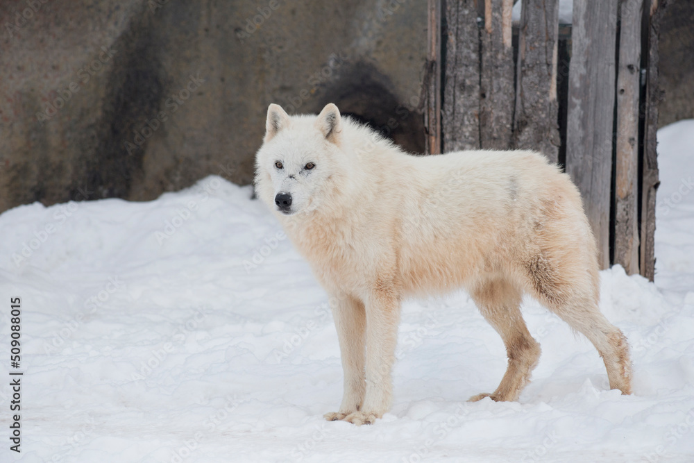 Wild white wolf is standing on a white snow and looking away. Canis ...