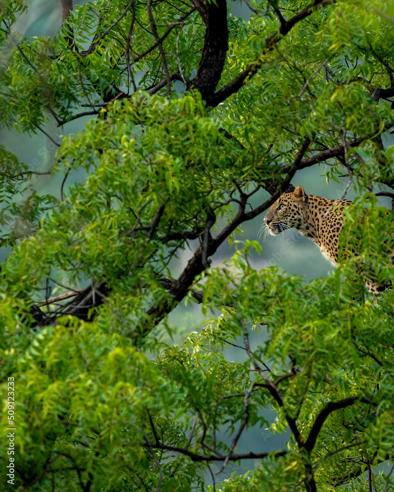 wild indian female leopard or panther hanging on tree eyeing on prey or ...