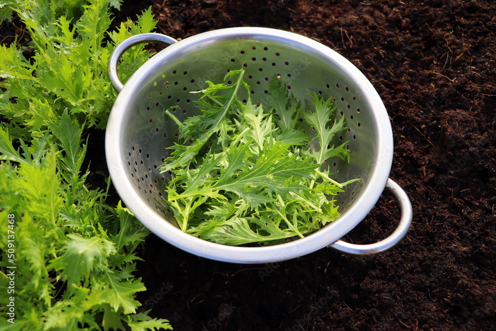 The background of green leaves of japanese mustard mizuna in the garden ...