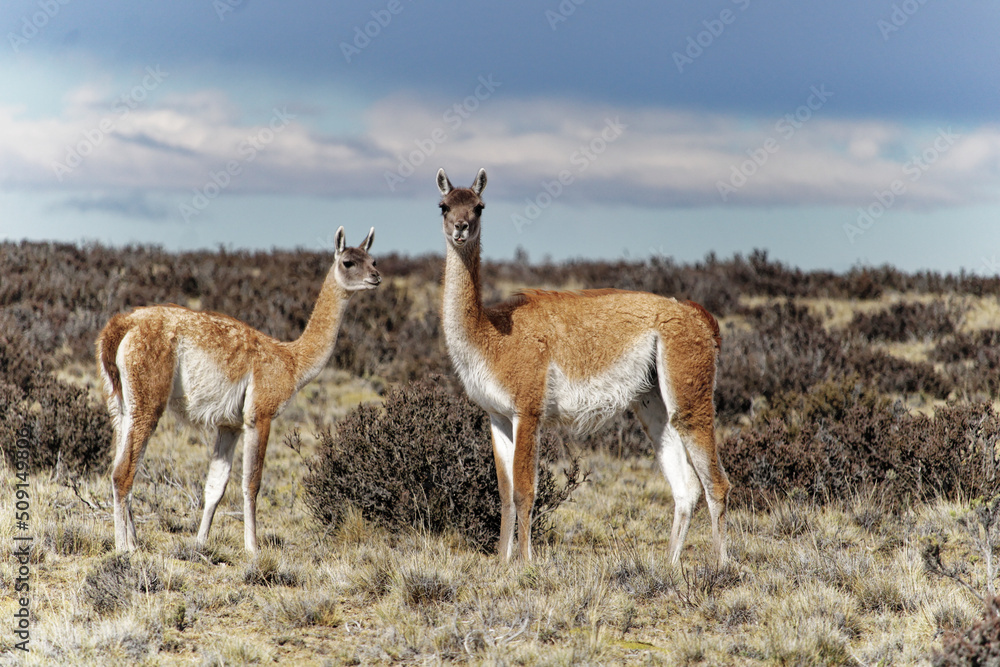 Beautiful Patagonian Guanacos in Santa Cruz, Argentina Stock Photo ...
