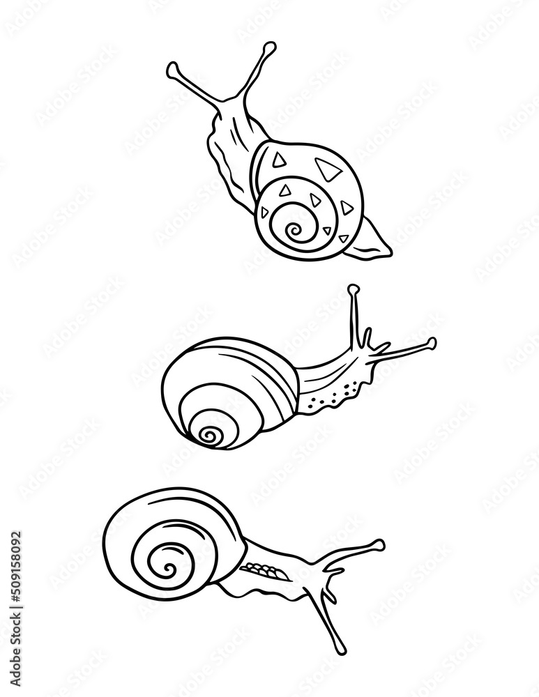 Snail Outline