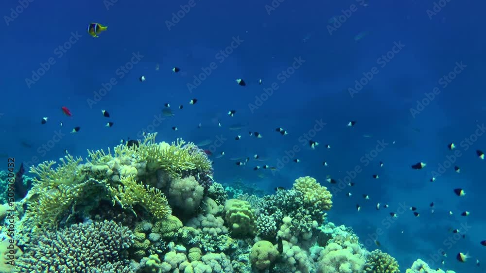 Video Stock Shoal of Bicolor Damselfish swims above coral reef on blue ...
