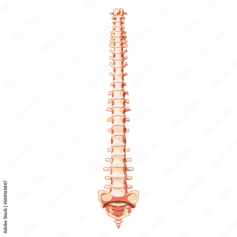 The human vertebral column spine anatomy front Anterior ventral view ...