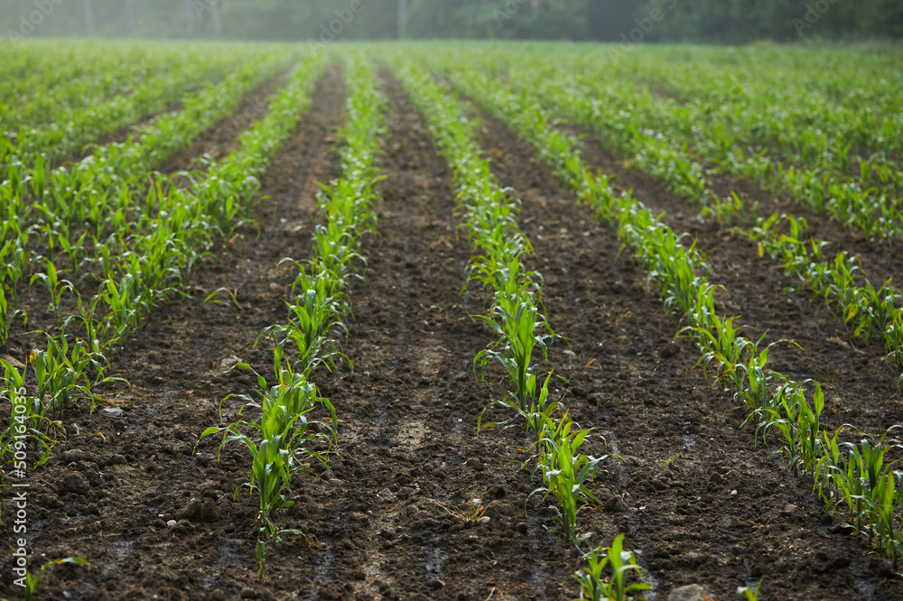 Corn saplings are grown from seeds in fertile soil. The cultivation of ...