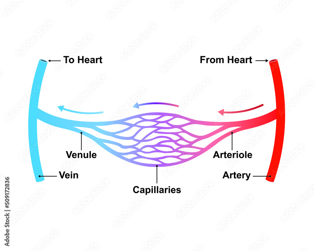Scientific Designing of Blood Vessels Structure. Capilary Blood Flow in ...