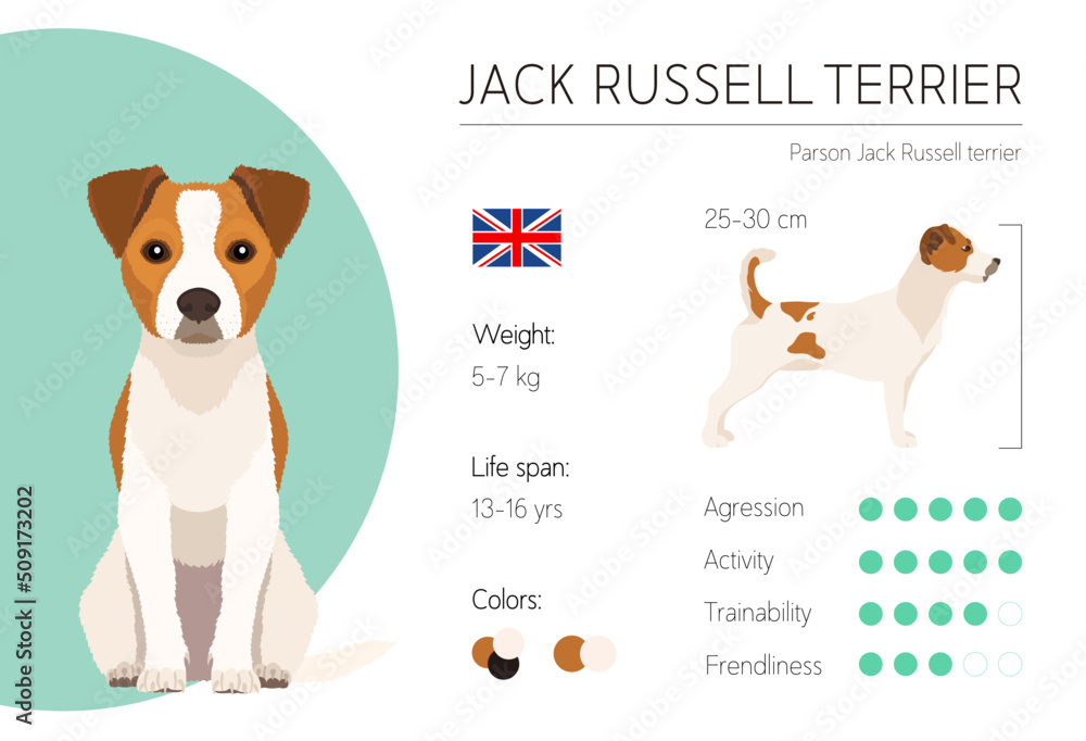 Dog infographic. Vector design template. Breed characteristics. Jack ...