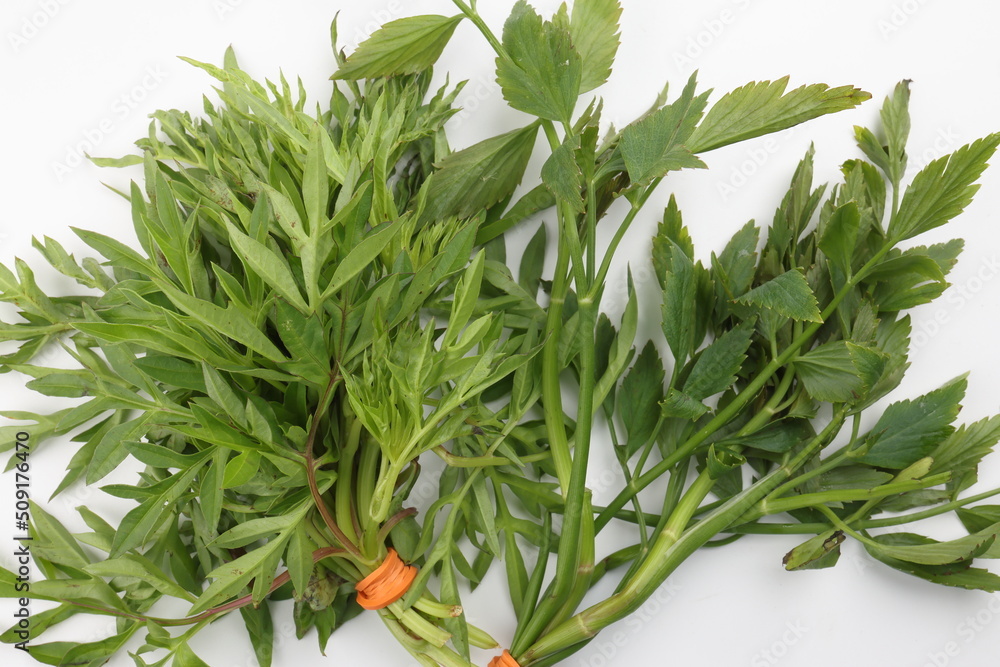 Malaysian Malay herbal leafy appetizer dish daun ulam raja selom lovage ...