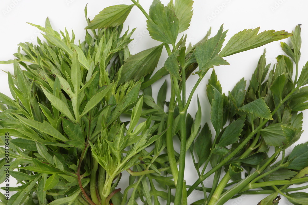 Malaysian Malay herbal leafy appetizer dish daun ulam raja selom lovage ...