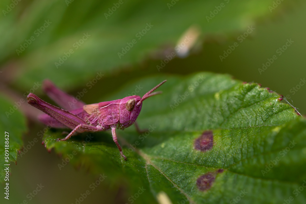 grasshopper on a bramble leaf in the sun. genetic mutation called ...