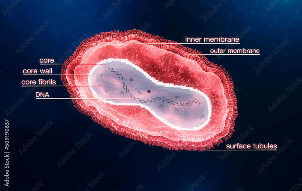 Anatomy, cross section of a Mpox (monkey pox) virus or poxviridae with the core and DNA inside ...